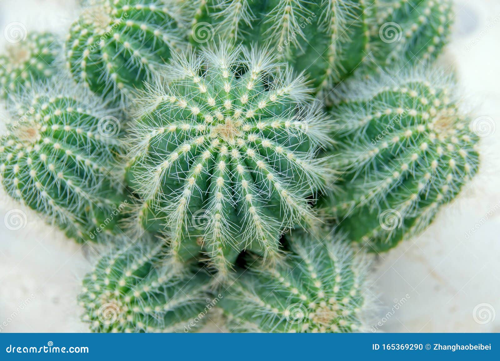 Ball cactus stock photo. Image of tropical, cactus, natural - 165369290