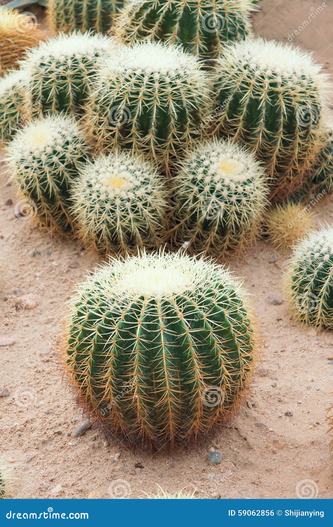 Ball cactus stock photo. Image of succulentplant, ball - 59062856