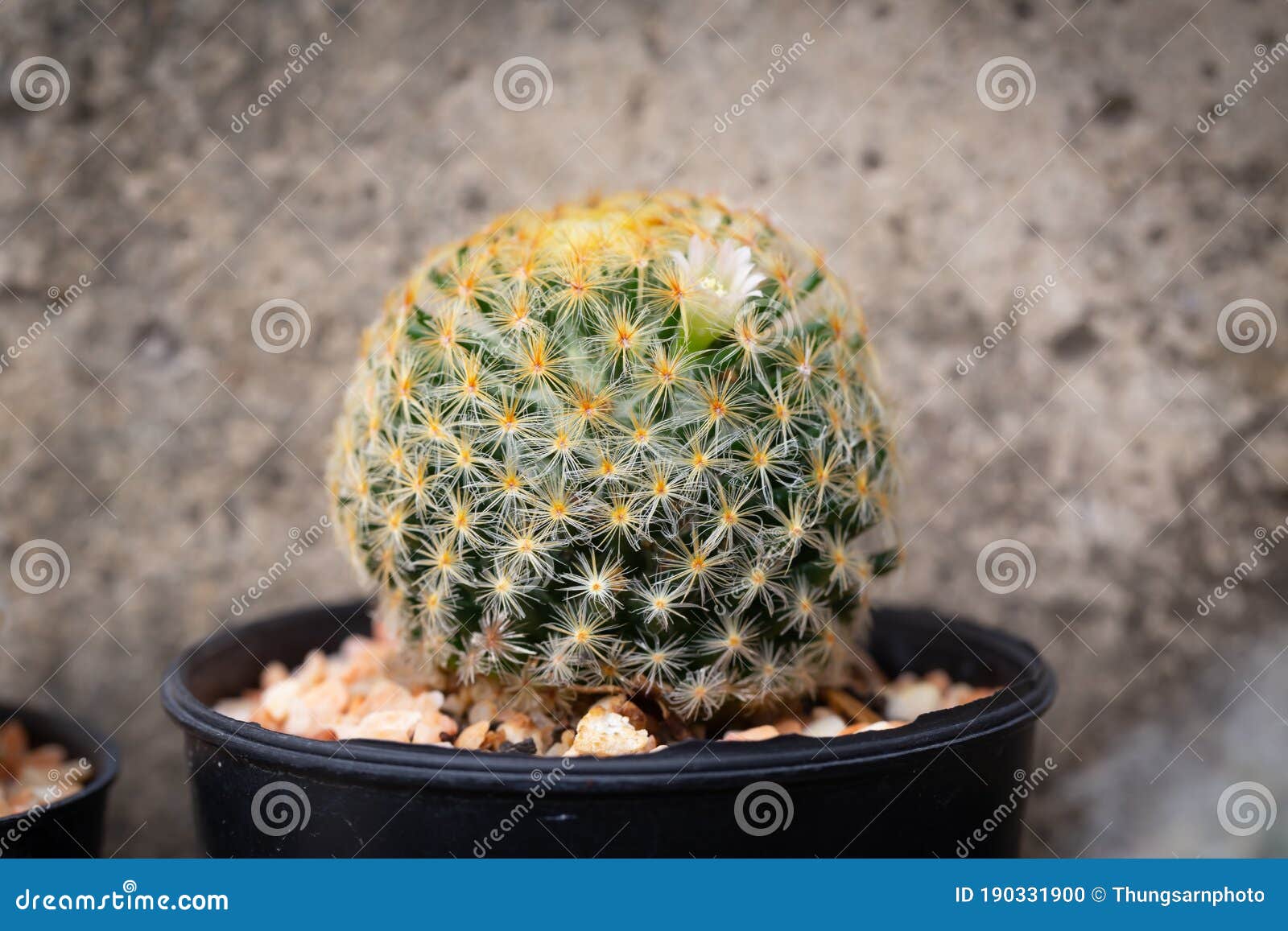 Ball cactus with flower stock photo. Image of garden - 190331900