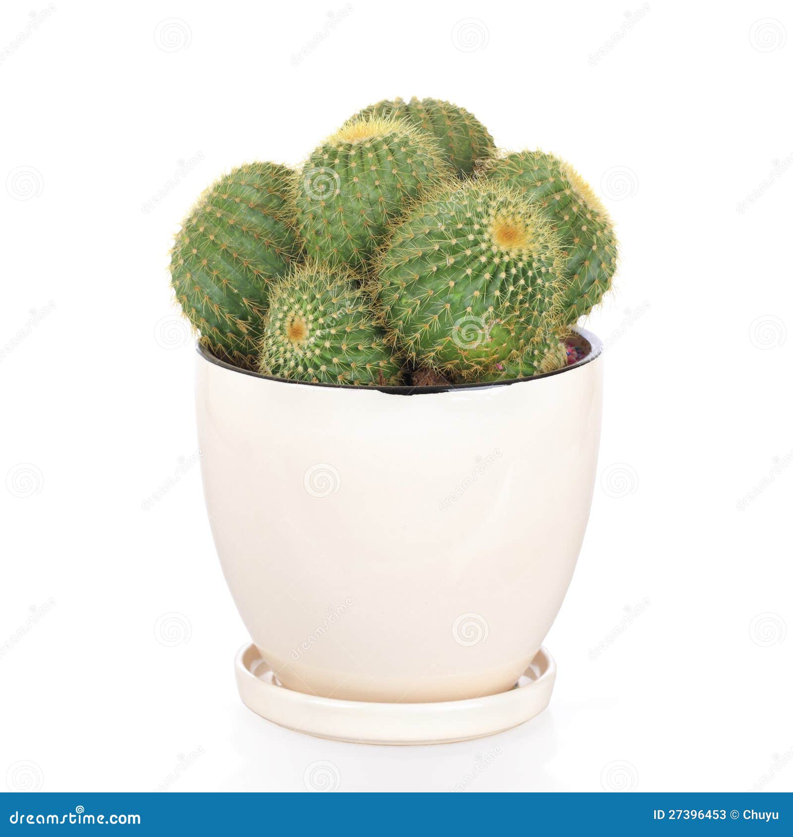 Ball cactus in flower disc stock image. Image of ball - 27396453