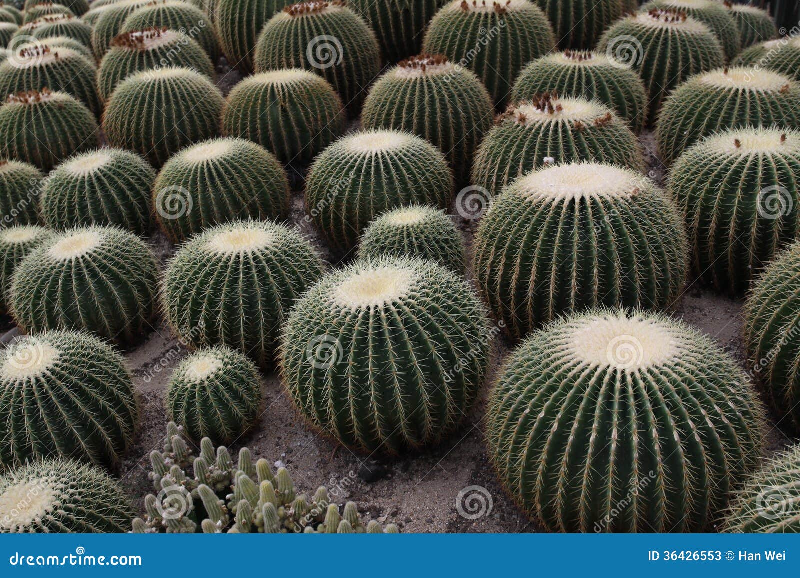 Ball cactus stock image. Image of sand, natural, horticulture - 36426553