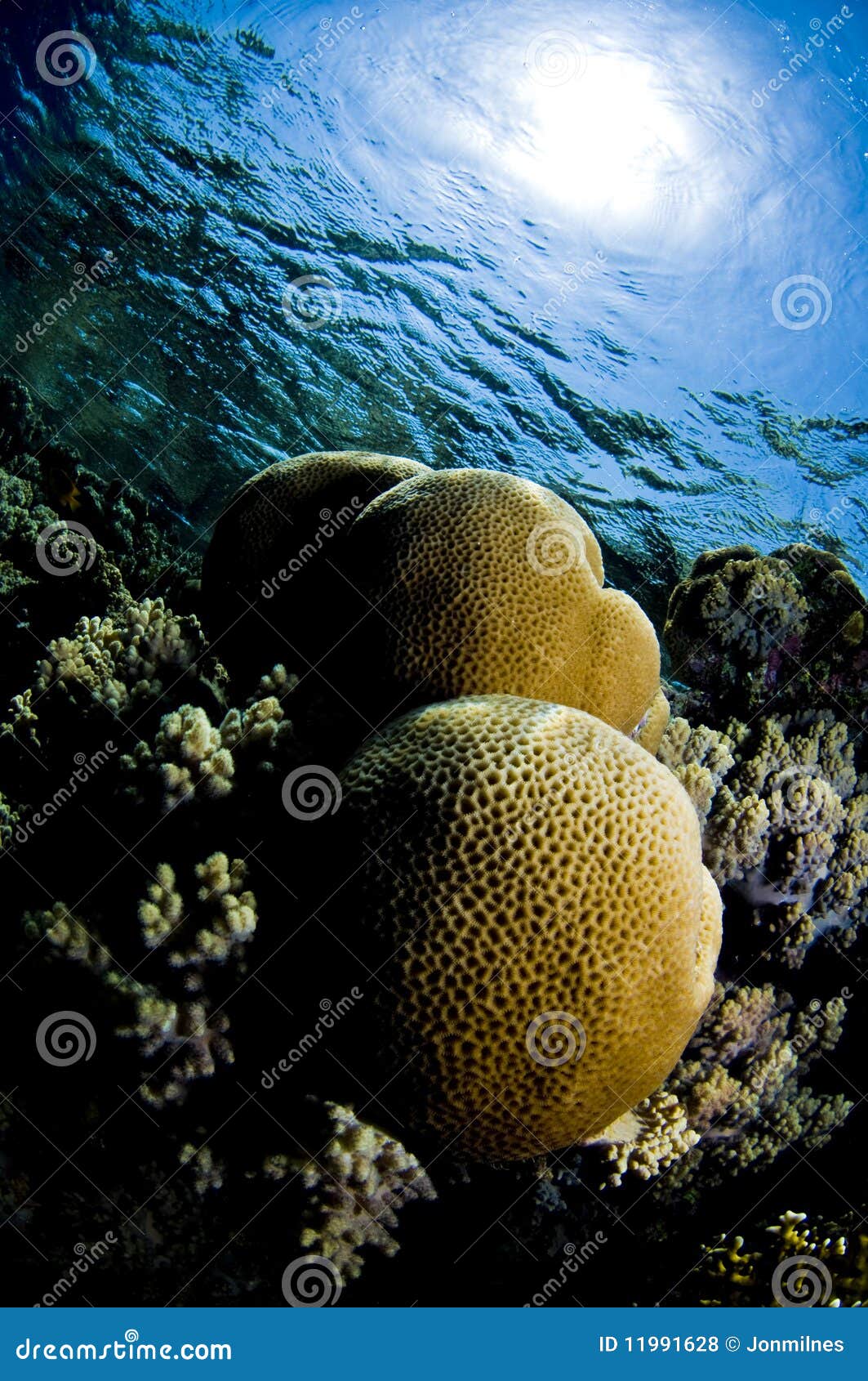 Ball coral stock photo. Image of sport, reef, surface - 11991628