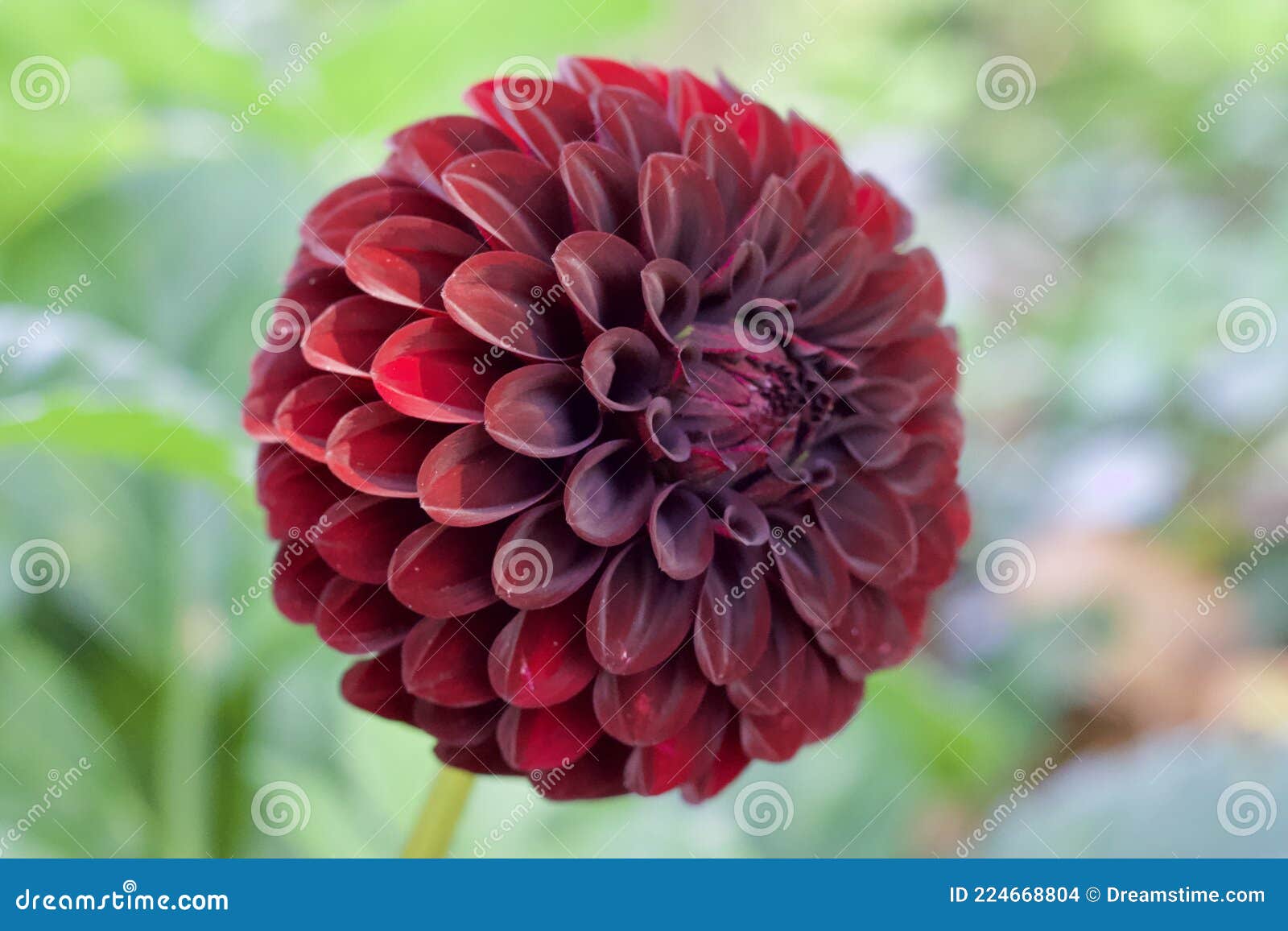 Ball Dahlia stock photo. Image of ball, flower, dahlia - 224668804