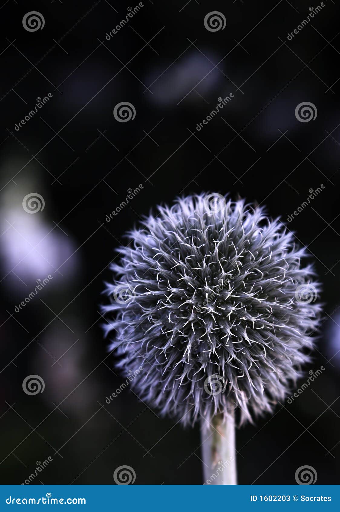 Ball flower stock image. Image of fall, creation, herb - 1602203