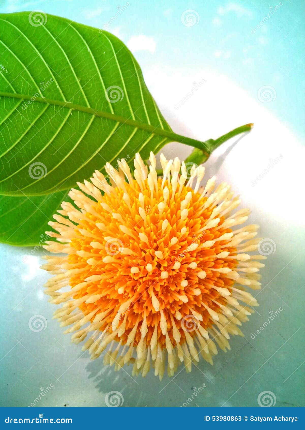 Round Shape Flower with Leaf Stock Image - Image of beautiful, shape ...