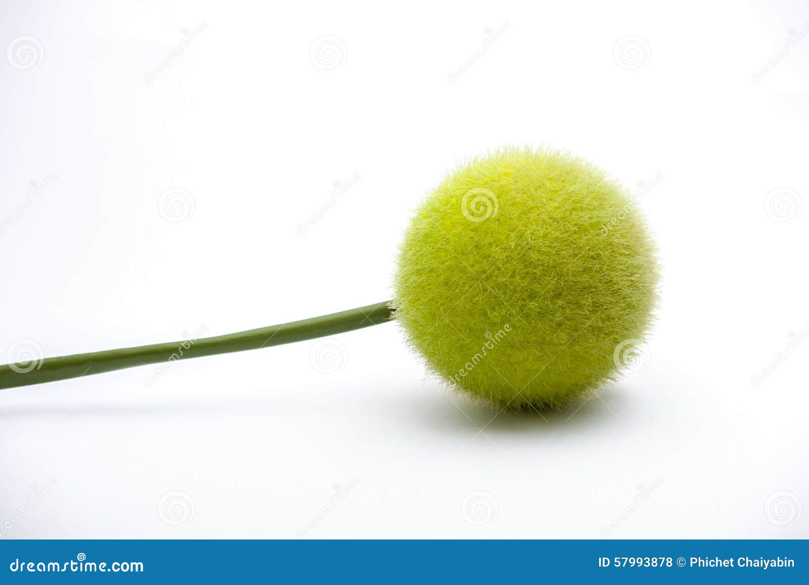 Ball flower stock photo. Image of earth, lawn, entertainment - 57993878
