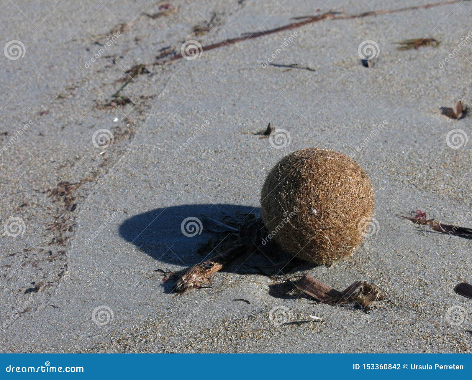 Ball Formed by Wind and Weather Stock Photo - Image of valencia, blanca ...