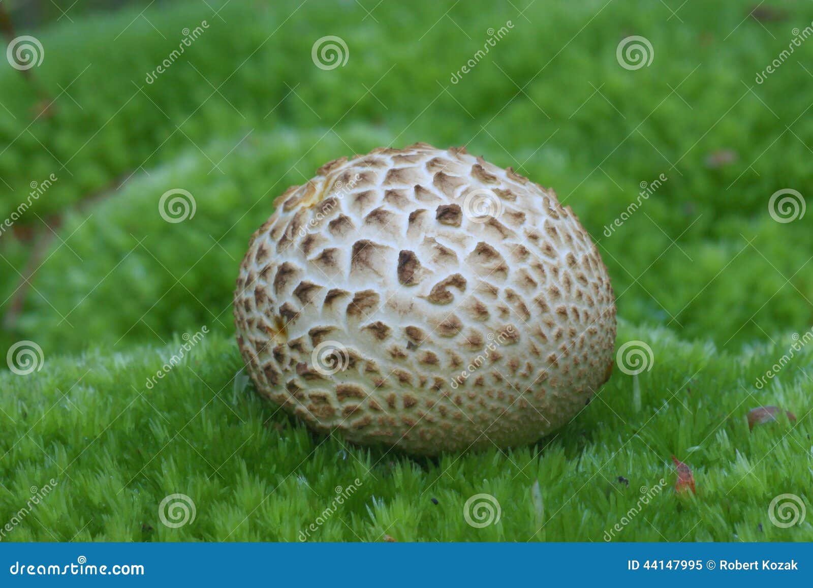 Red Fungi Mushroom Grows On Laurissilva Tree Royalty-Free Stock Image ...