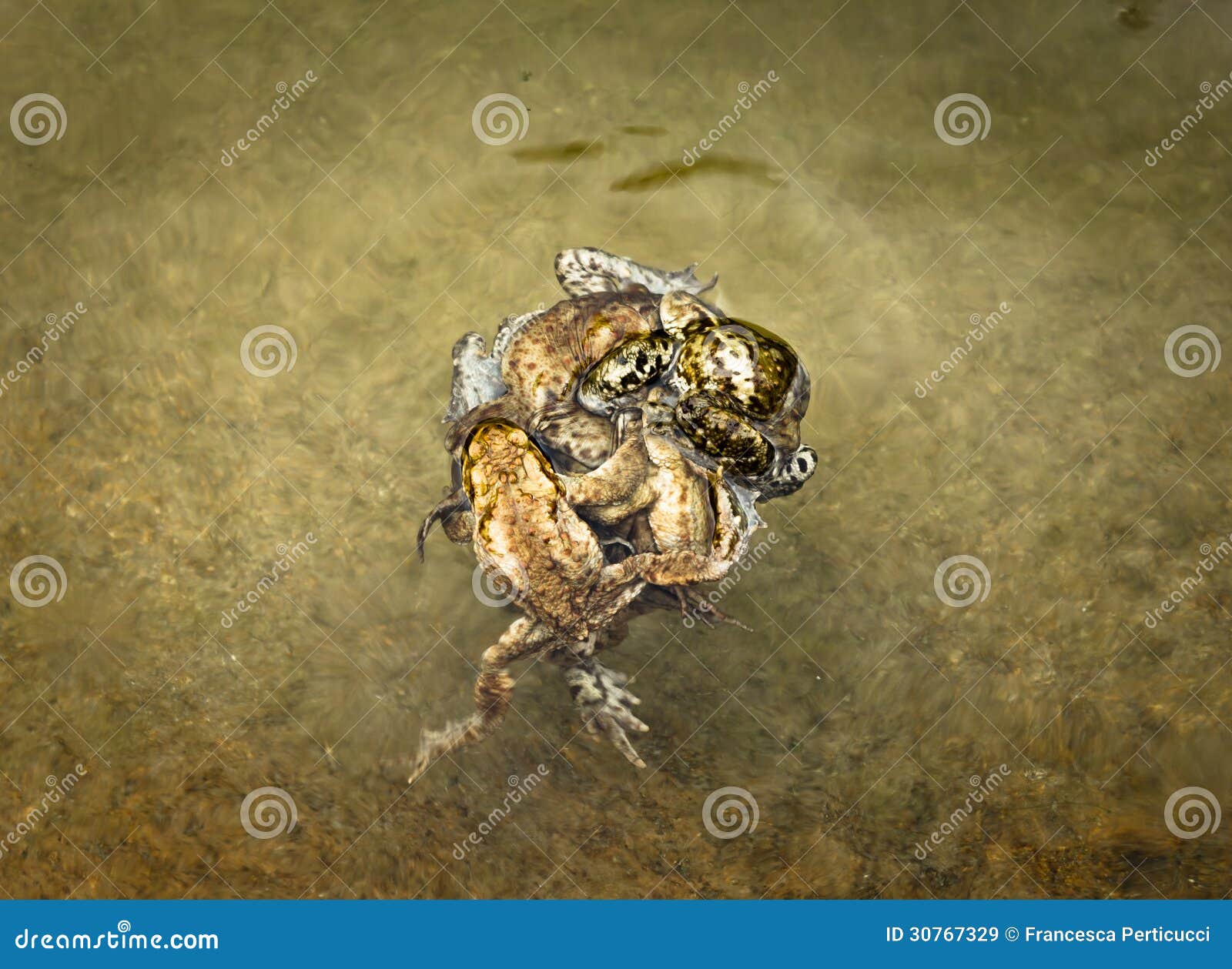 Ball of mating toads stock image. Image of europe, ugly - 30767329