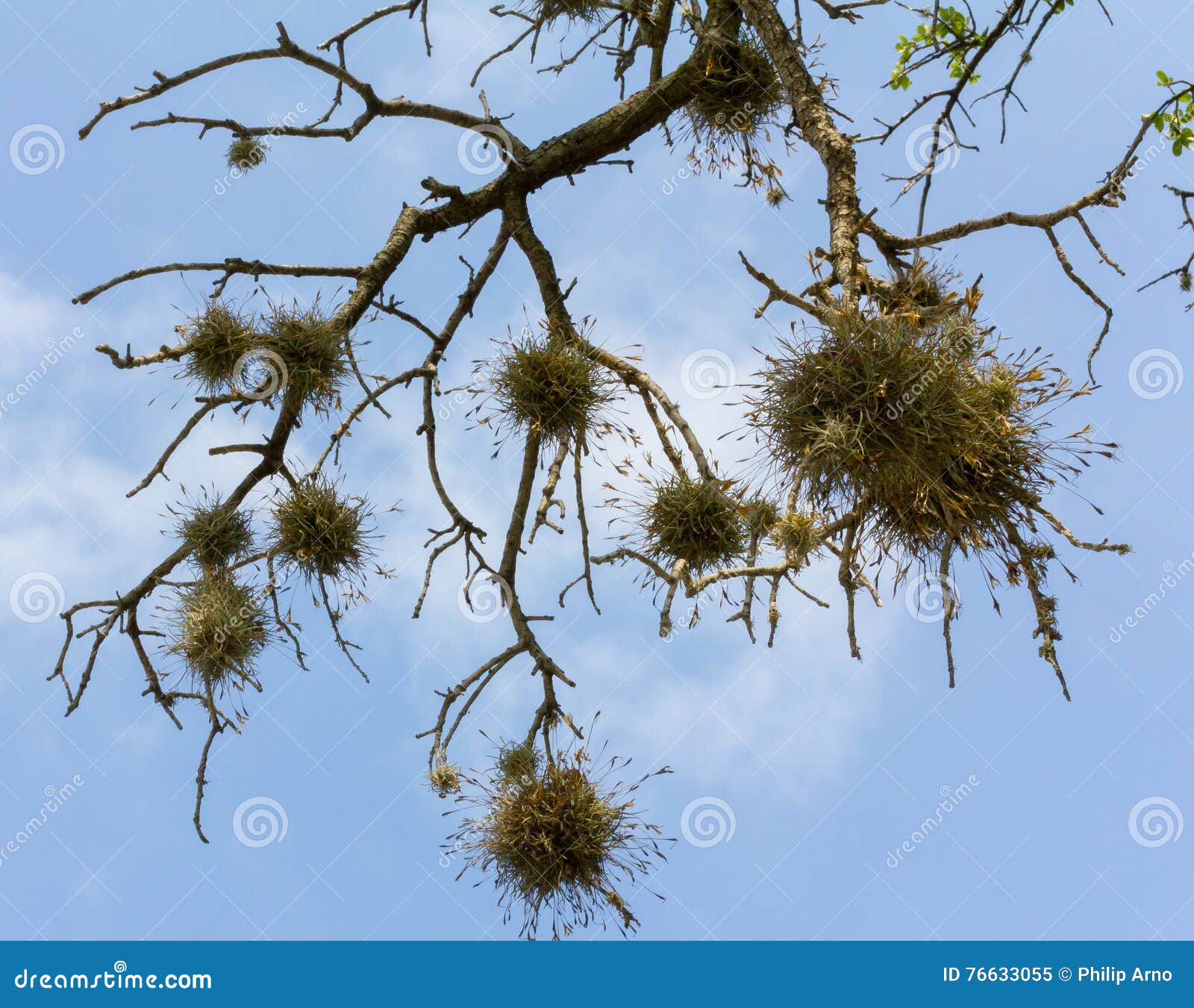 Ball moss clusters stock image. Image of live, tillandsia - 76633055