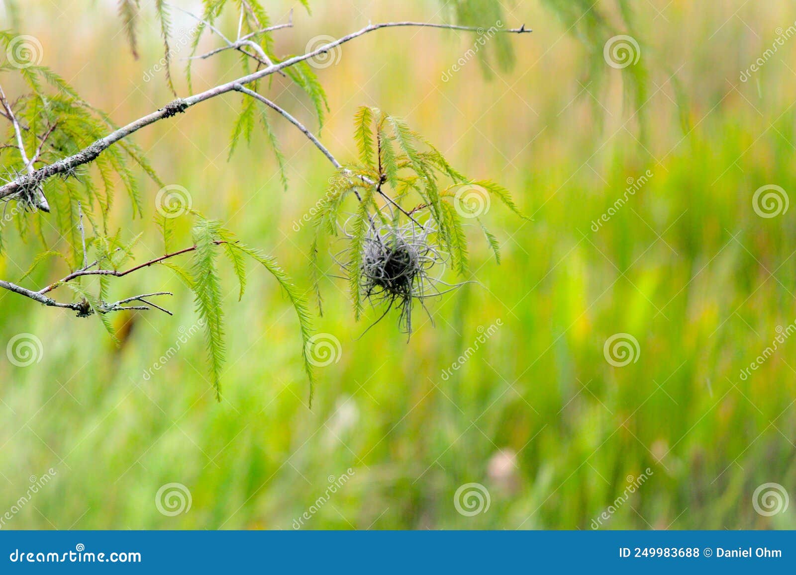 Lichens Hanging On Huge Tree Like Beard, Rarotonga, Cook Islands, South ...