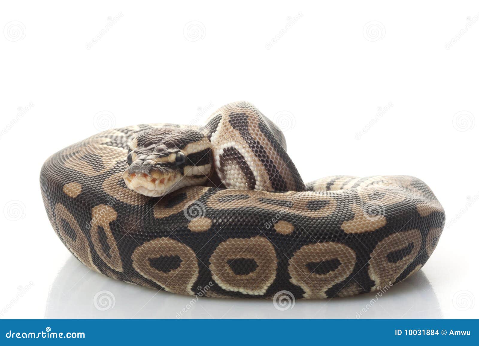 Ball python stock photo. Image of genetic, background - 10031884