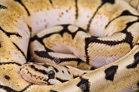 Ball python stock image. Image of snakes, bumblebee, royal - 12284553