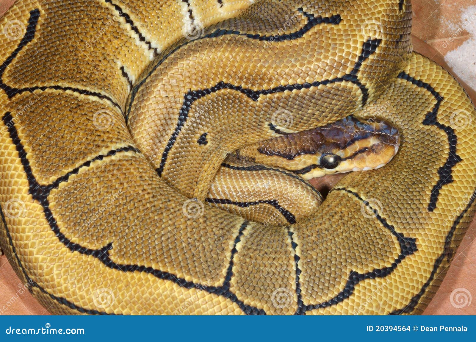 Ball Python stock photo. Image of scales, animal, regius - 20394564