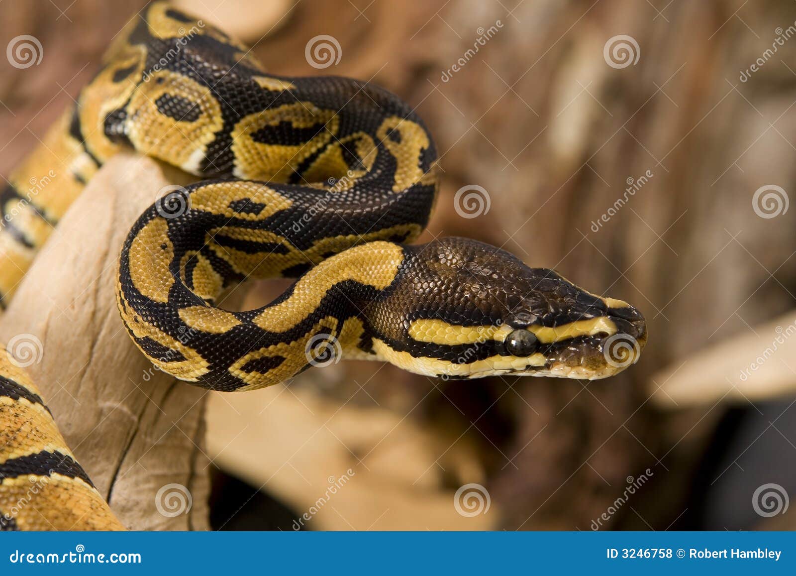 Ball Python stock photo. Image of nature, wildlife, phobias - 3246758