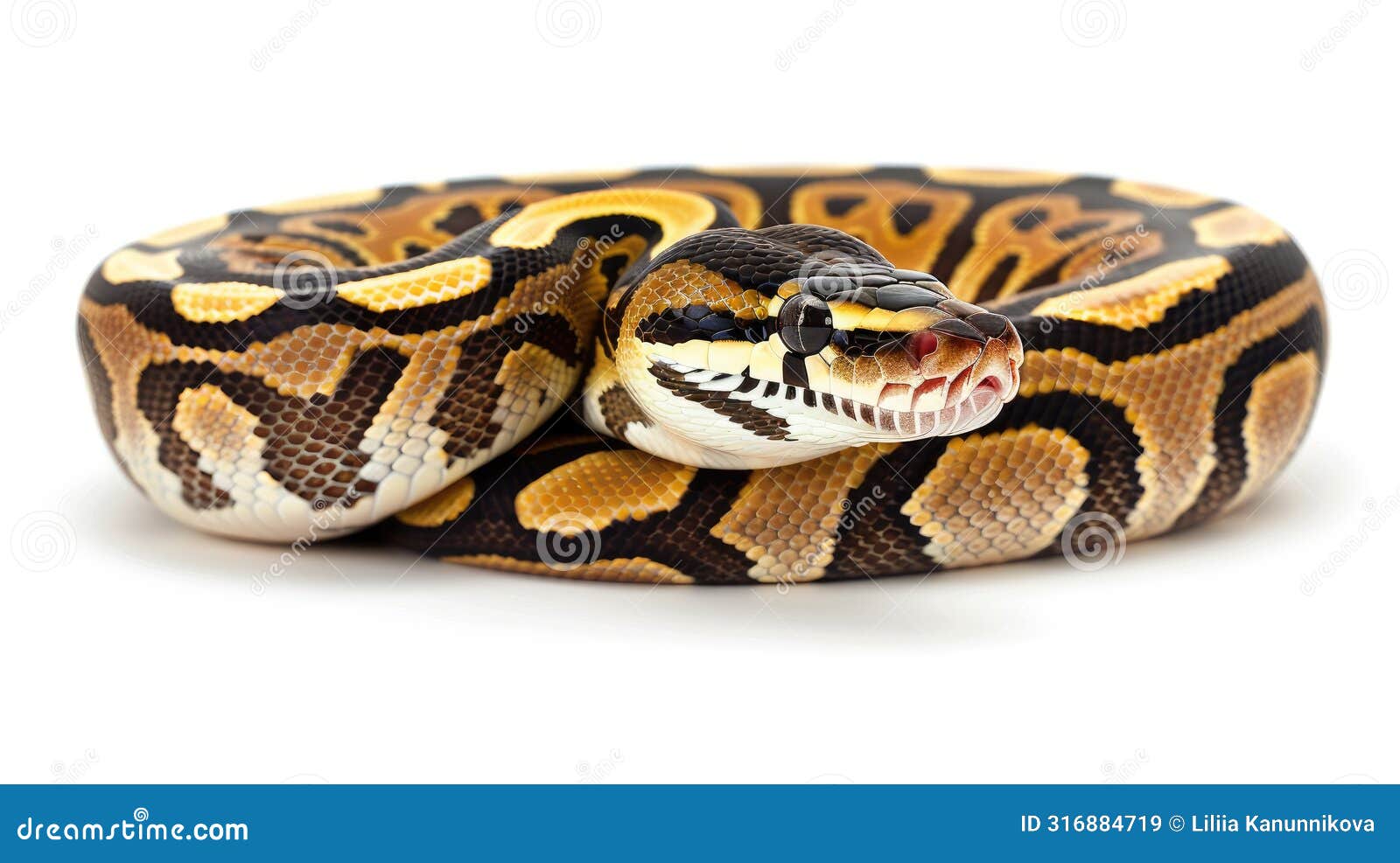 A Ball Python Against a Pristine White Background, Showcasing Its ...