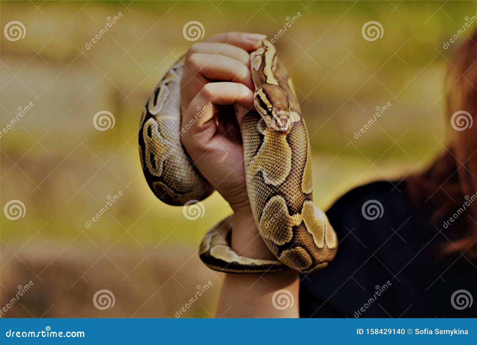 Ball Python Beautiful Snake Stock Photo - Image of daylight, predator ...