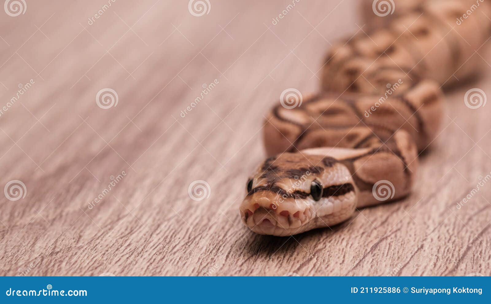 Ball Python on a Brown Wood Color. Stock Photo - Image of dangerous ...