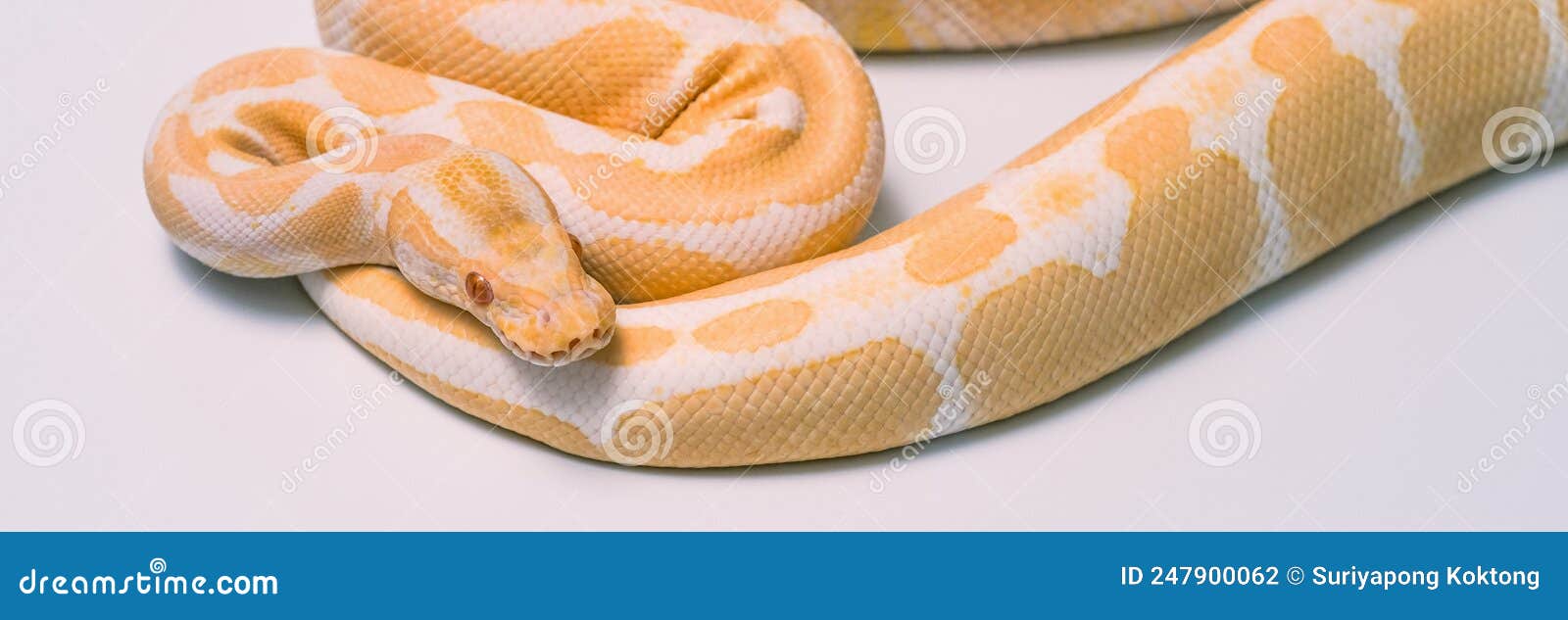 Ball Python on a Brown Wood Color. Ball Python Snake Python Regius ...