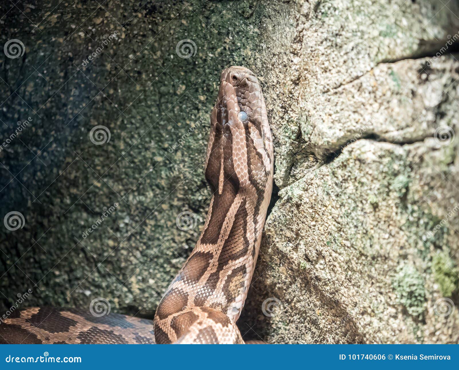 Ball Python Close Up Python Regius Stock Photo - Image of constrict ...