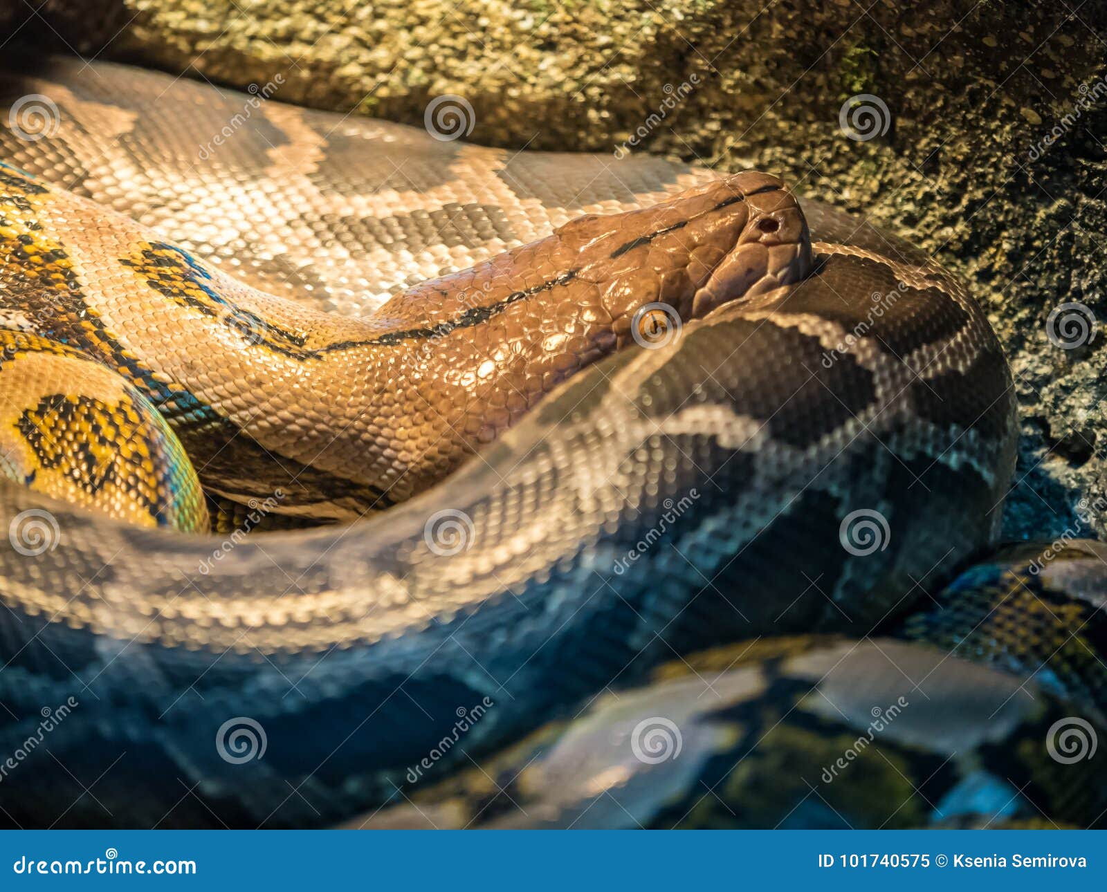 Ball Python Close Up Python Regius Stock Image - Image of blooded ...