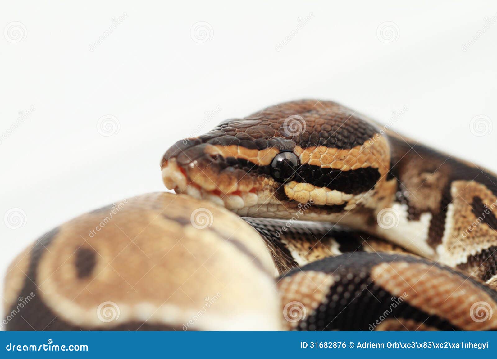 Ball Python close up stock photo. Image of dangerous - 31682876