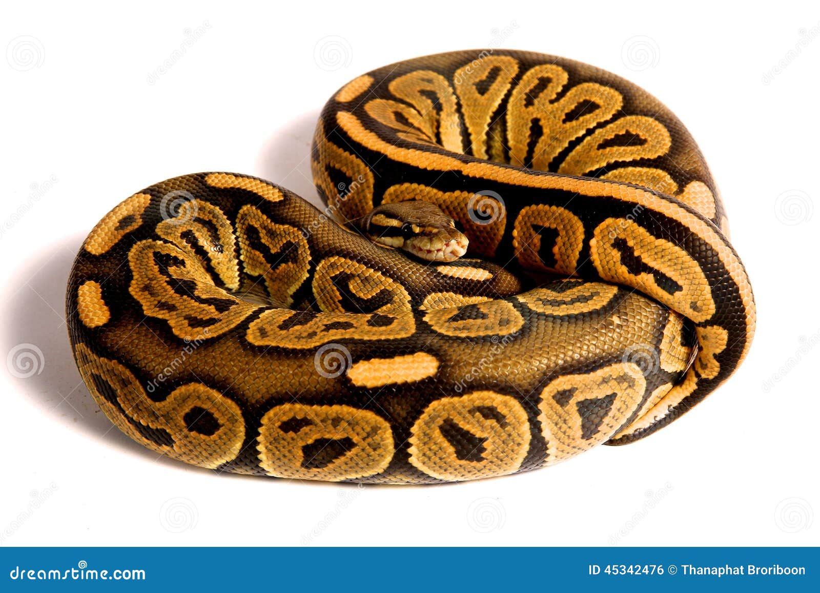 Ball python stock photo. Image of pythonidae, brutal - 45342476
