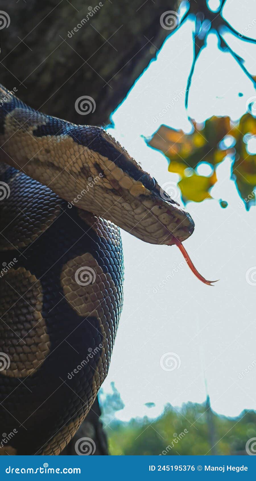 Python Hd Image Stock Photos - Free & Royalty-Free Stock Photos from ...