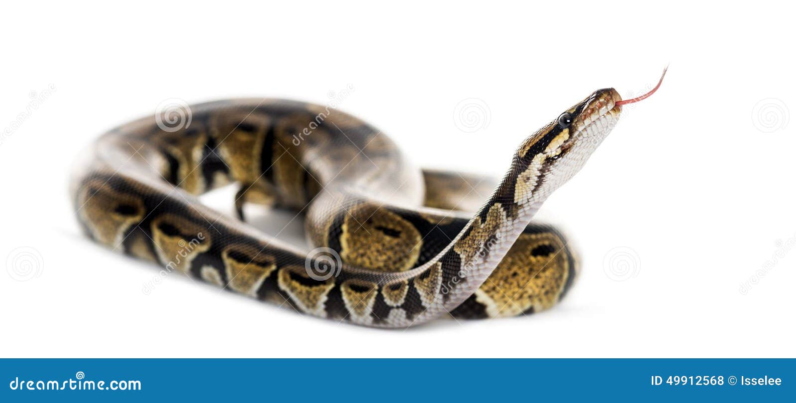 Ball python stock photo. Image of wild, isolated, python - 49912568