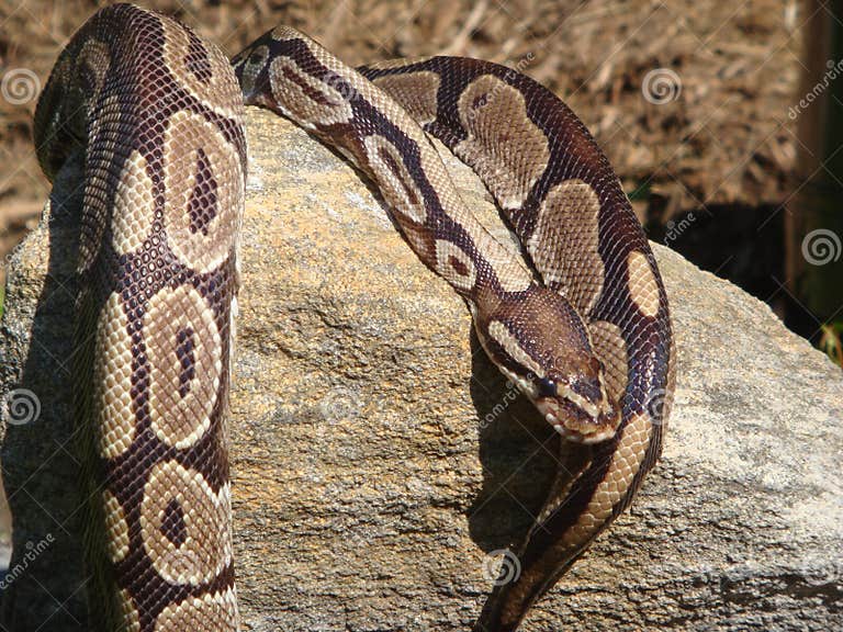 Ball python lying on rock stock photo. Image of reptile - 28334306