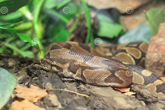 Ball python stock photo. Image of adult, python, nature - 34930606