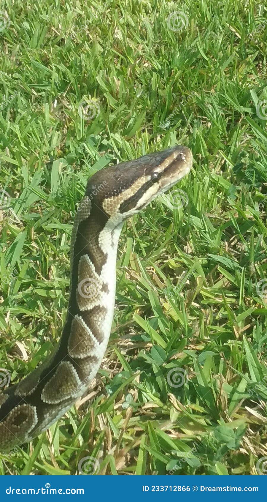 Boi Head Stock Photos - Free & Royalty-Free Stock Photos from Dreamstime