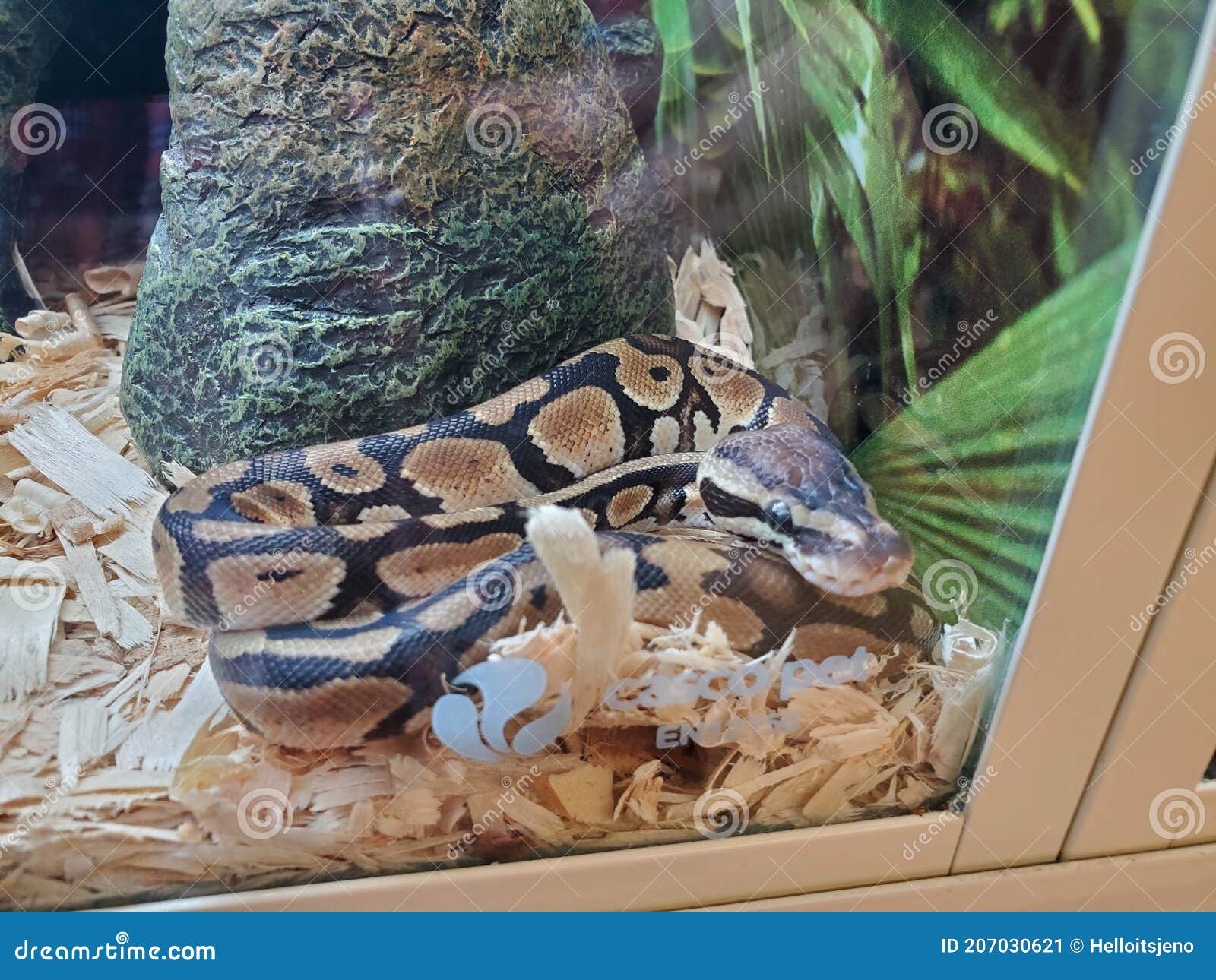 Ball python at petstore stock image. Image of sculpture - 207030621