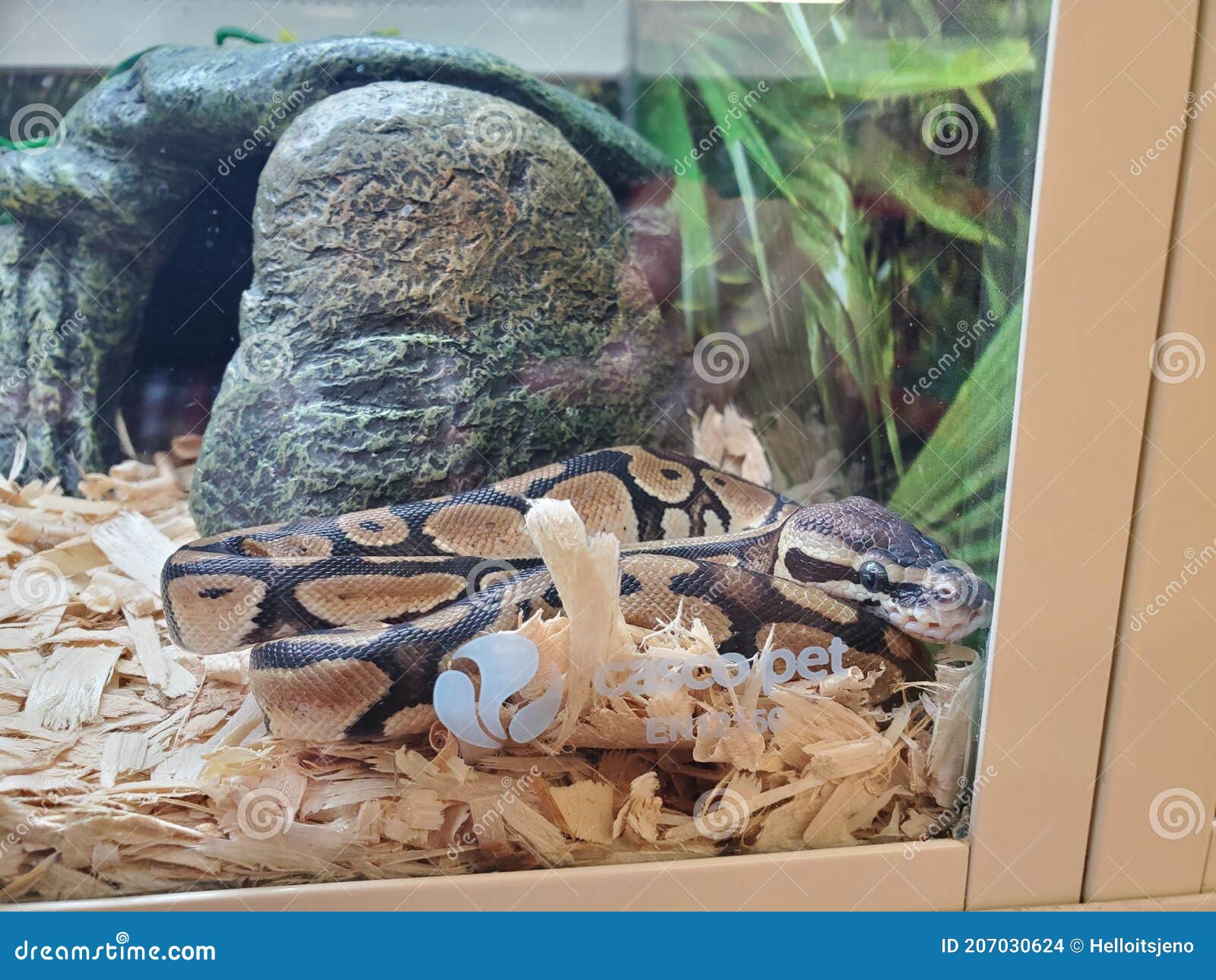 Ball python at petstore stock photo. Image of leaf, food - 207030624
