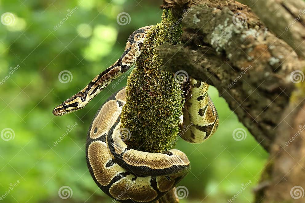 The Ball Python Python Regius Also Called The Royal Python On The Old 7617