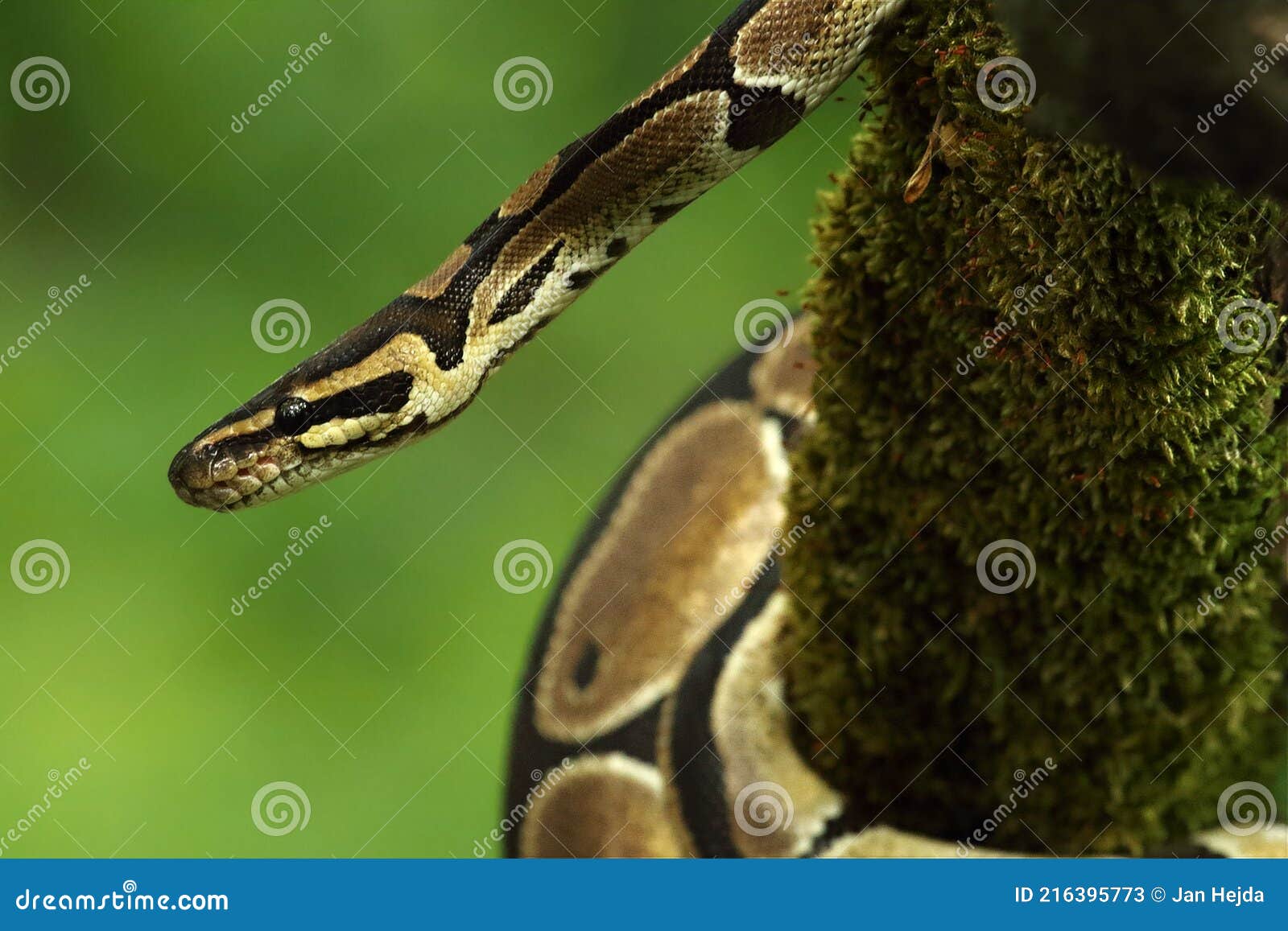 The Ball Python Python Regius, Also Called the Royal Python, on the Old ...