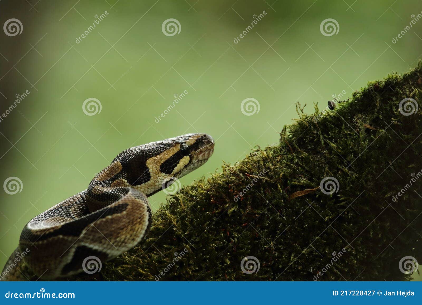 The Ball Python Python Regius, Also Called the Royal Python, on the Old ...