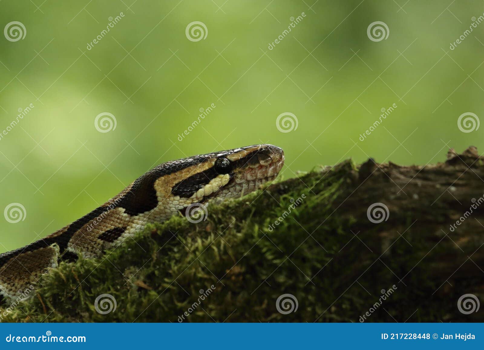 The Ball Python Python Regius, Also Called the Royal Python, on the Old ...