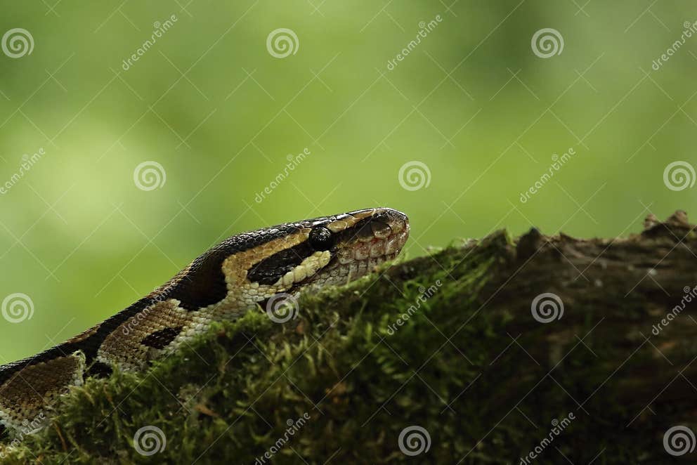The Ball Python Python Regius, Also Called the Royal Python, on the Old ...