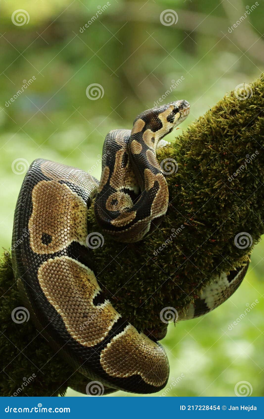 The Ball Python Python Regius, Also Called the Royal Python, on the Old Branche in Green Forest ...