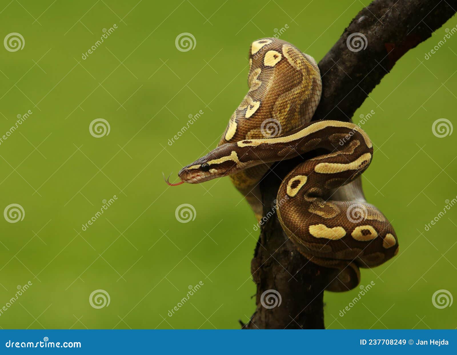 The Ball Python Python Regius, Also Called the Royal Python, on the Old ...