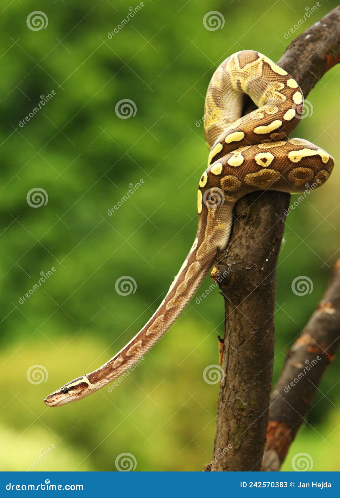The Ball Python Python Regius, Also Called the Royal Python, on the Old ...