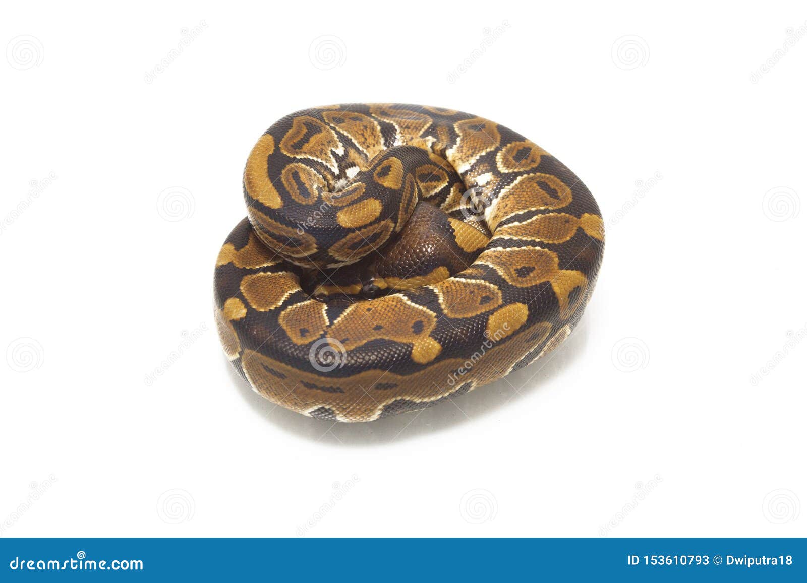 Ball python Python regius stock image. Image of animal - 153610793