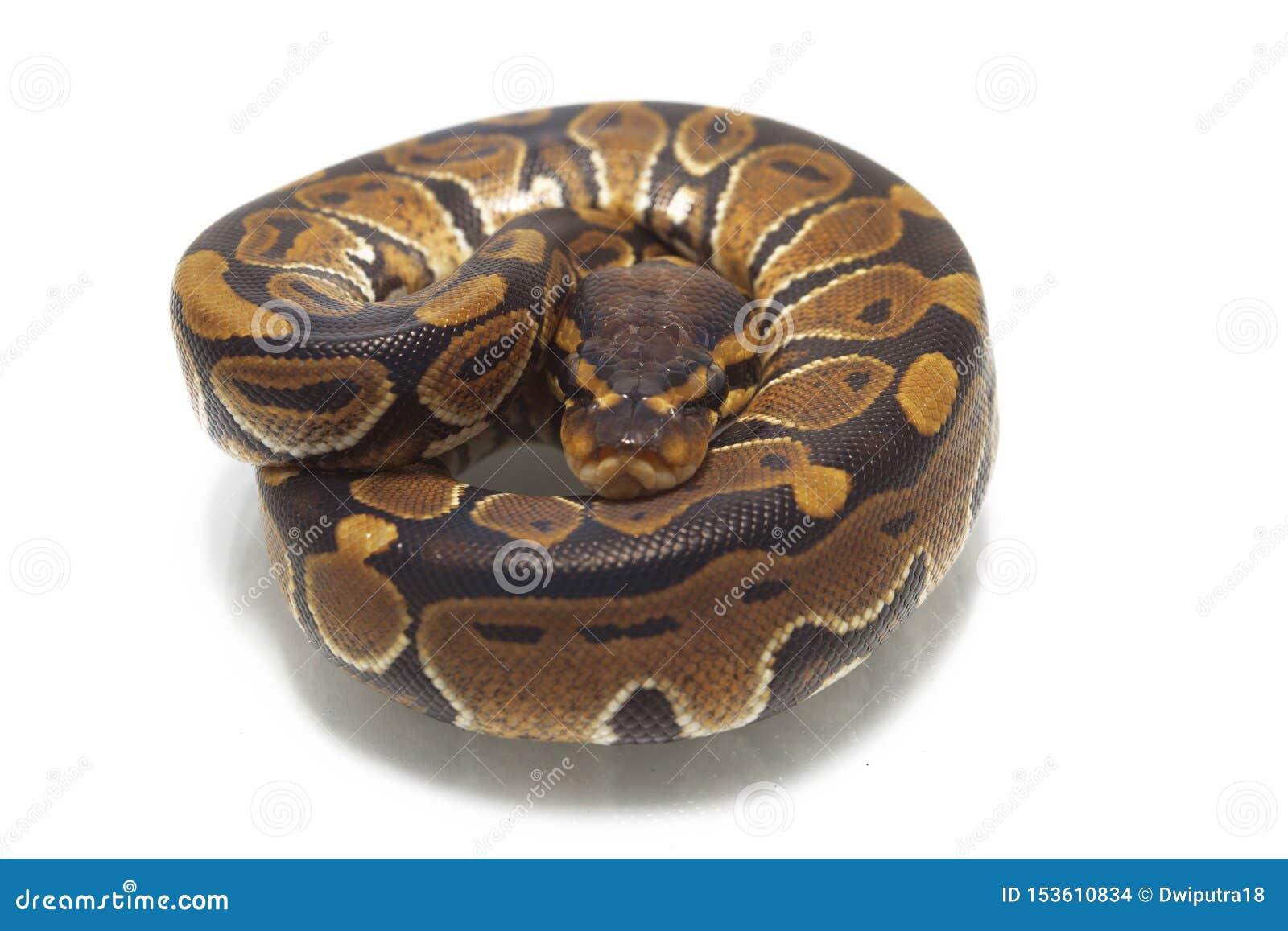 Ball python Python regius stock photo. Image of mutation - 153610834