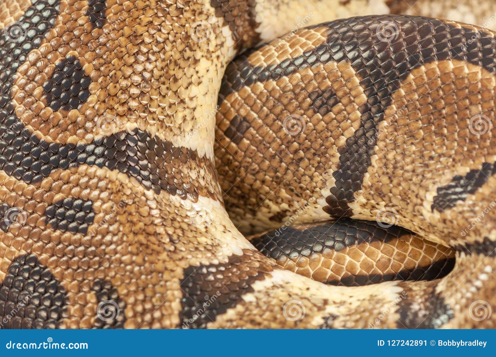 Ball Python Texture stock image. Image of colorful, predator - 127242891