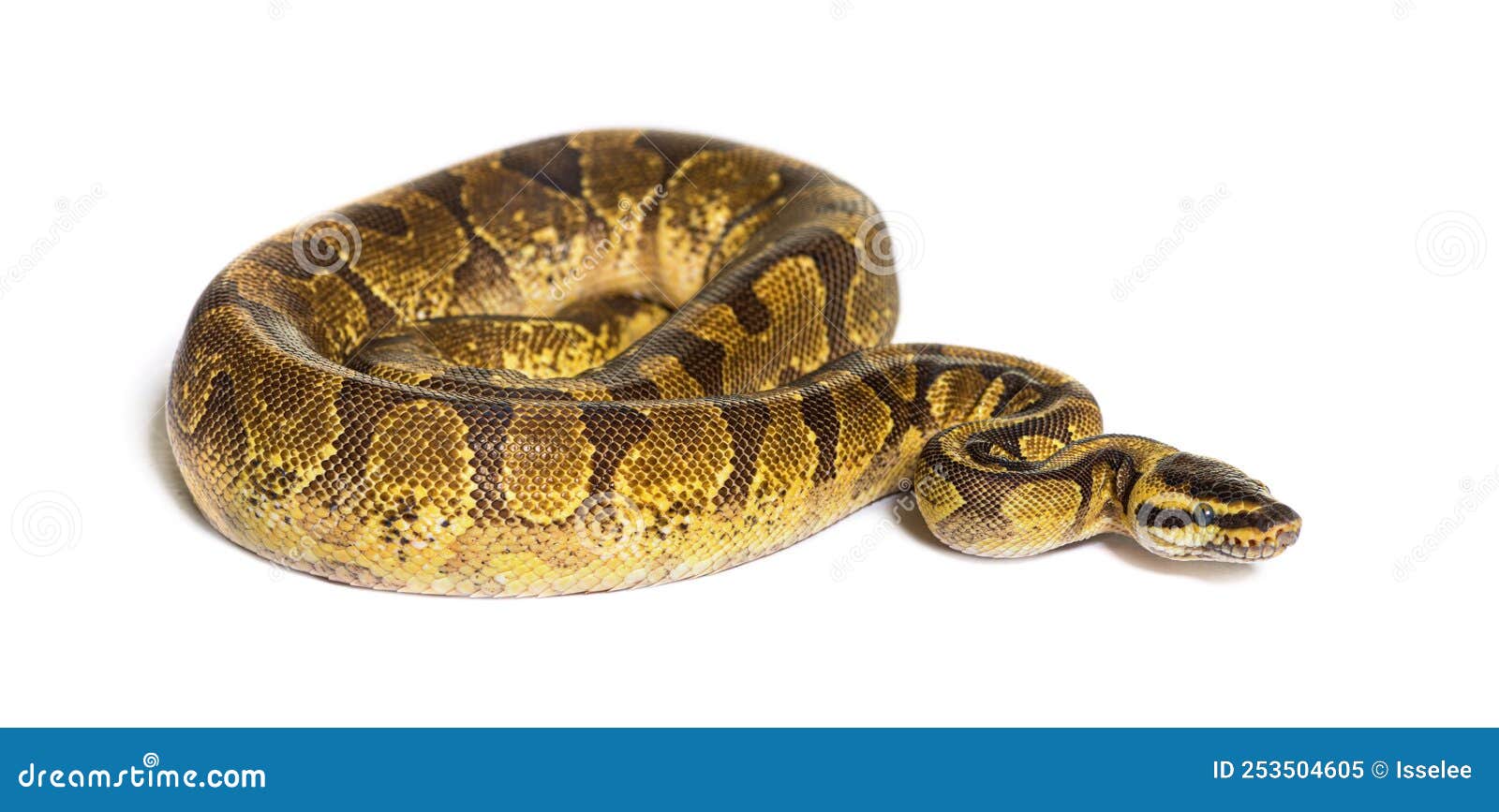 Ball Python, Python Regius, Isolated Stock Image - Image of reptile ...