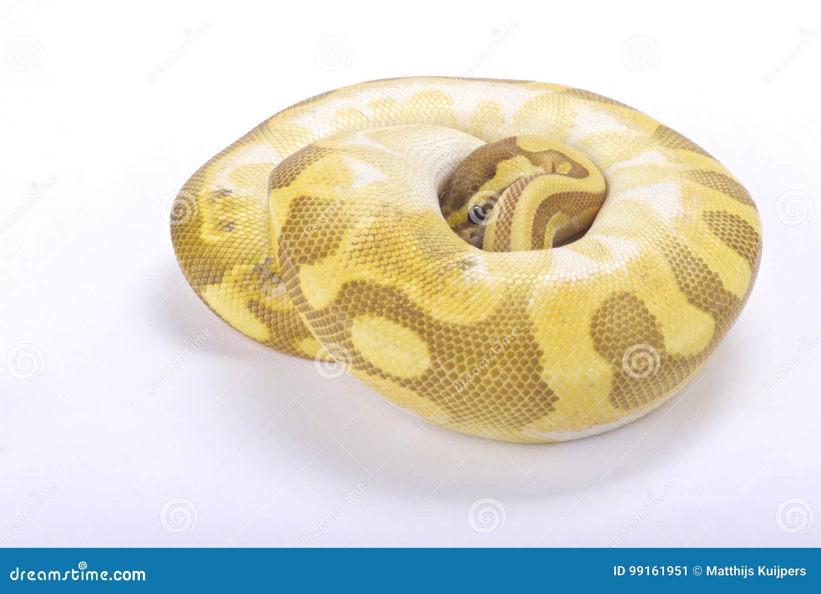 Ball python,Python regius stock image. Image of white - 99161951