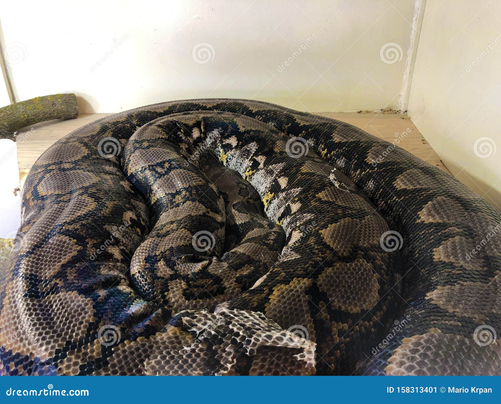The Ball Python Python Regius The Royal Python Der Koenigspython Stock Image Image Of 1539