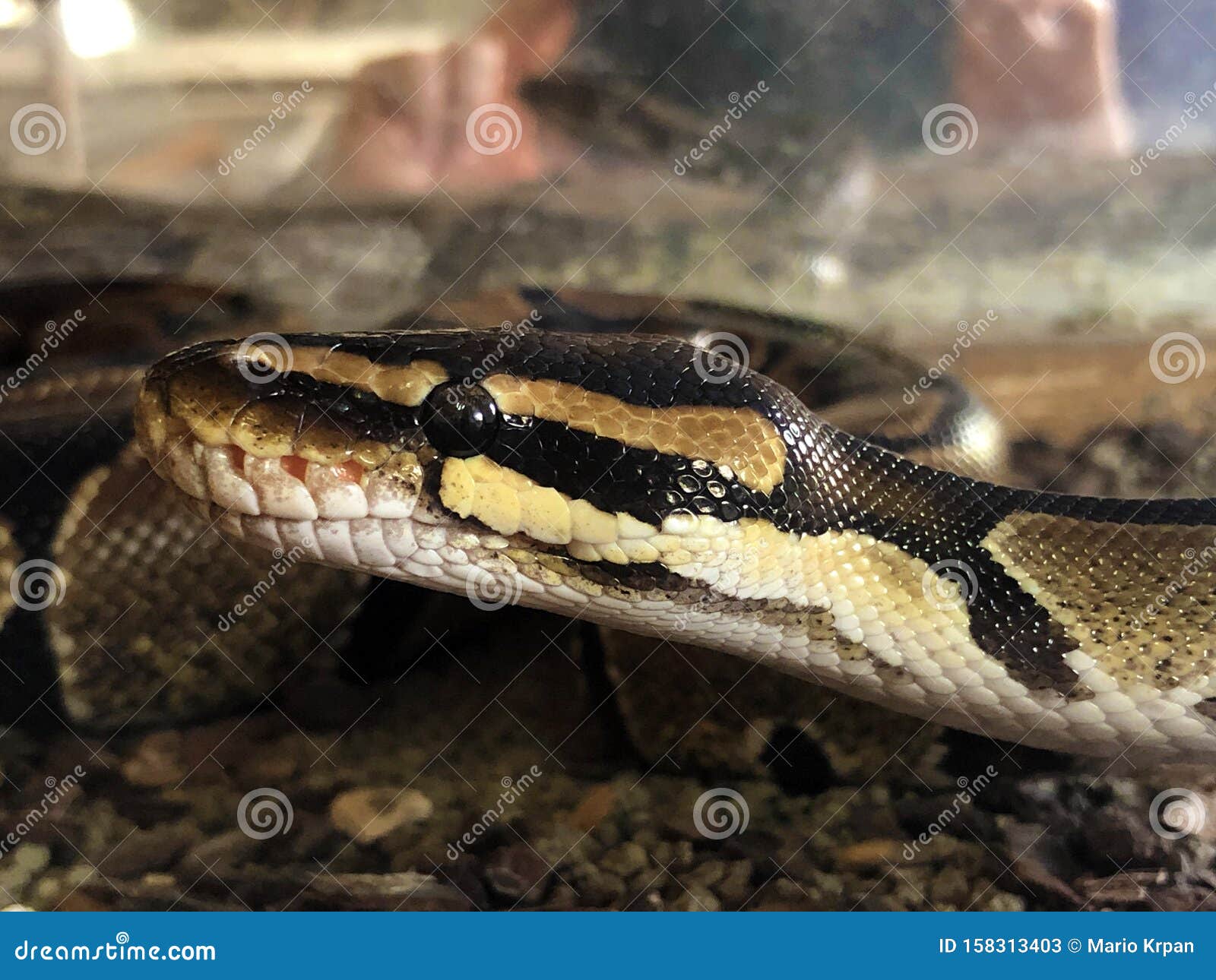 The Ball Python Python Regius The Royal Python Der Koenigspython Stock Image Image Of Forest 6730