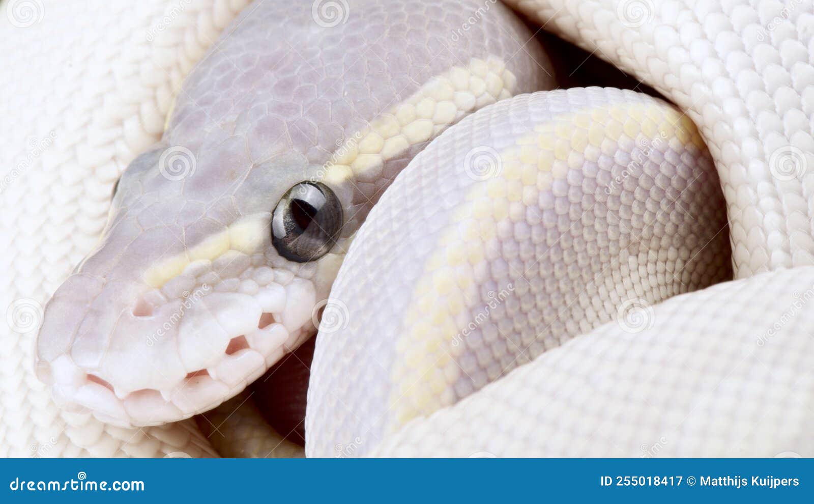 Pet Ball Python Python Regius Stock Image - Image of captive, royal ...